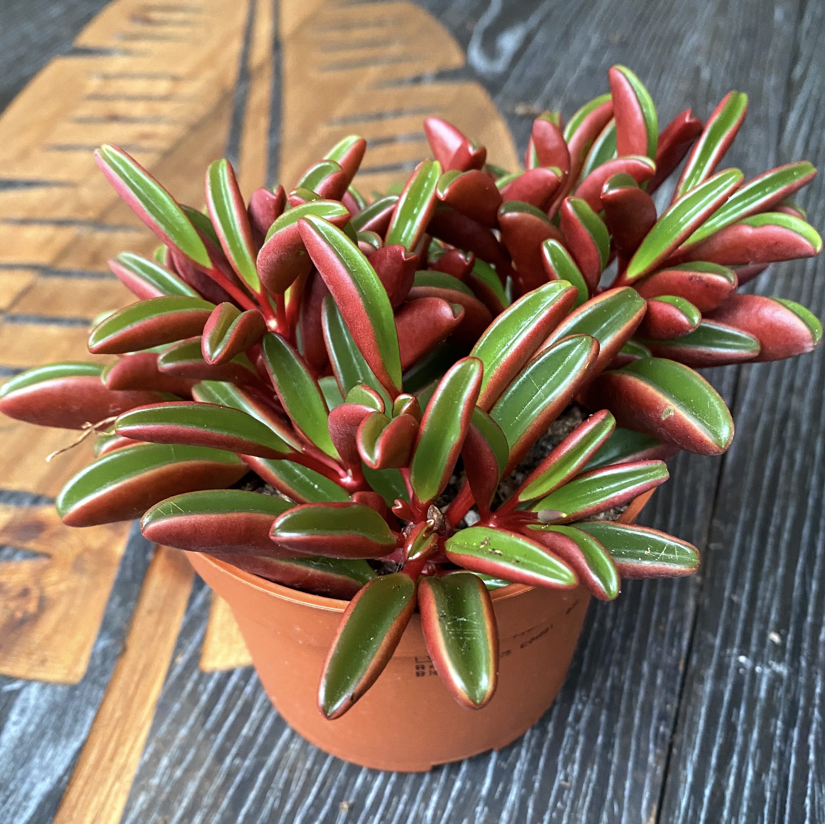 Peperomia graveolens (Ruby glow)