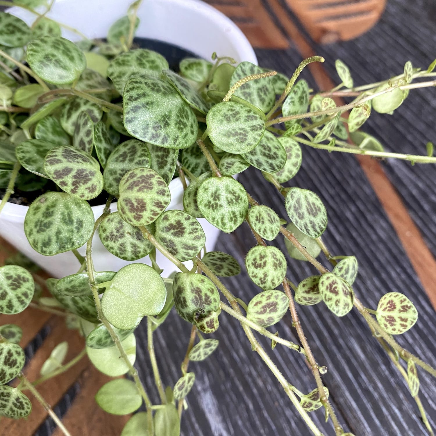 Peperomia prostrata (String of Turtle) D8 – Floraria Secret Garden (SG)