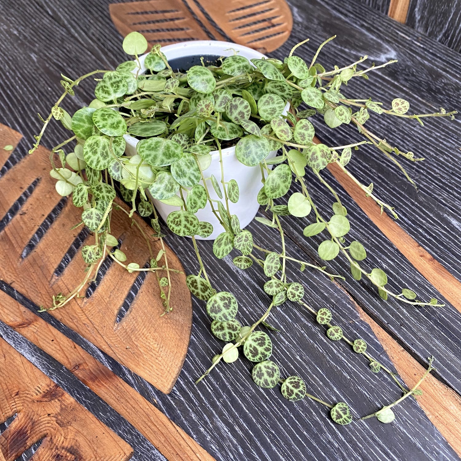 Peperomia prostrata (String of Turtle) D8 – Floraria Secret Garden (SG)