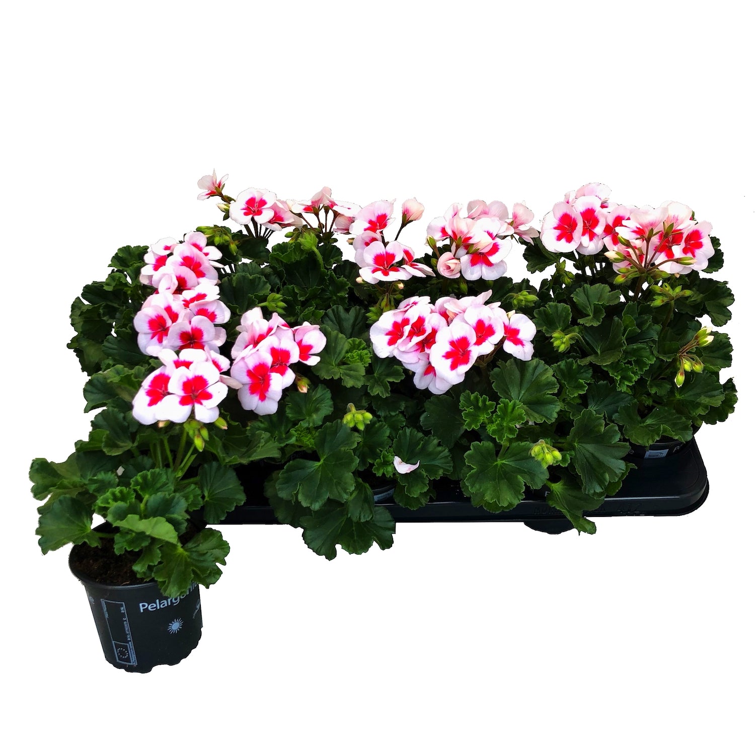 Muscate zonale - Pelargonium (Zonale Grp) 'Americana White Splash'