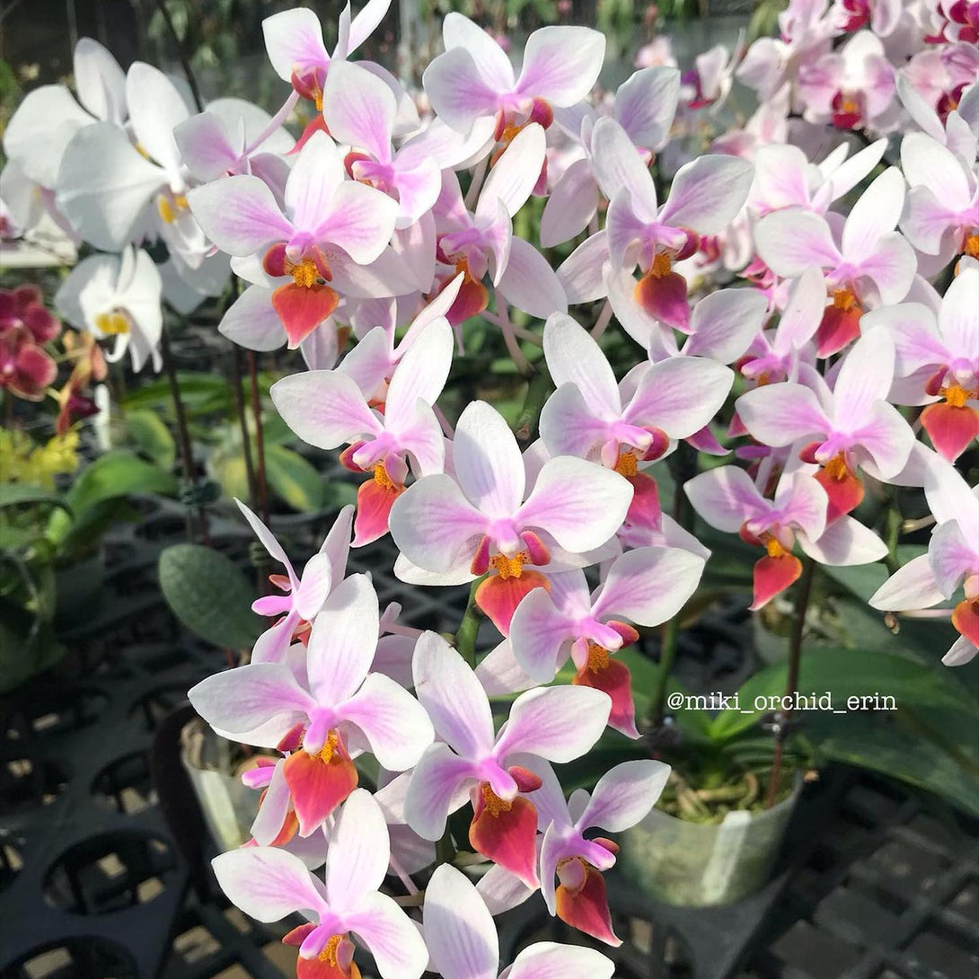 Phalaenopsis intermedia 'Orange' – Floraria Secret Garden (SG)