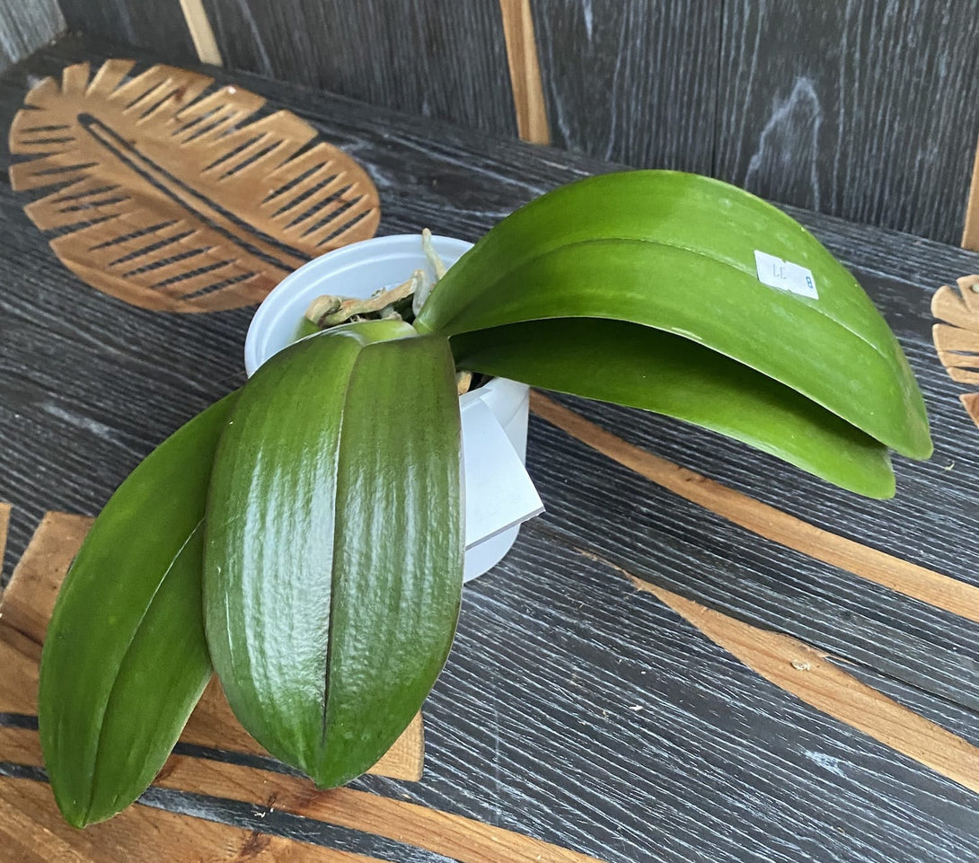 Phalaenopsis Ever Spring Prince 'Star #6' – Floraria Secret Garden (SG)