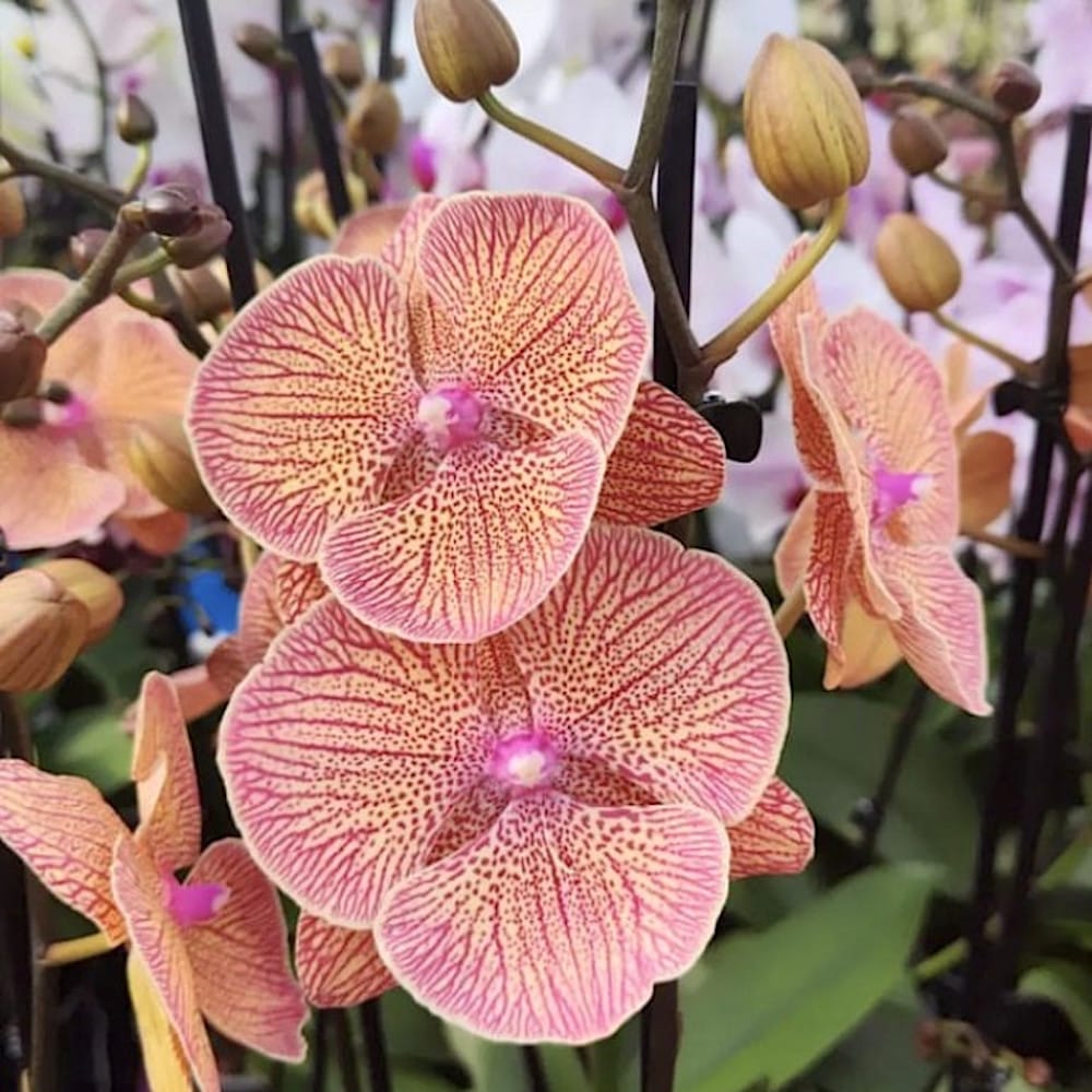 Orchid Phalaenopsis Sogo Very Maple (big lip) – Floraria Secret Garden (SG)