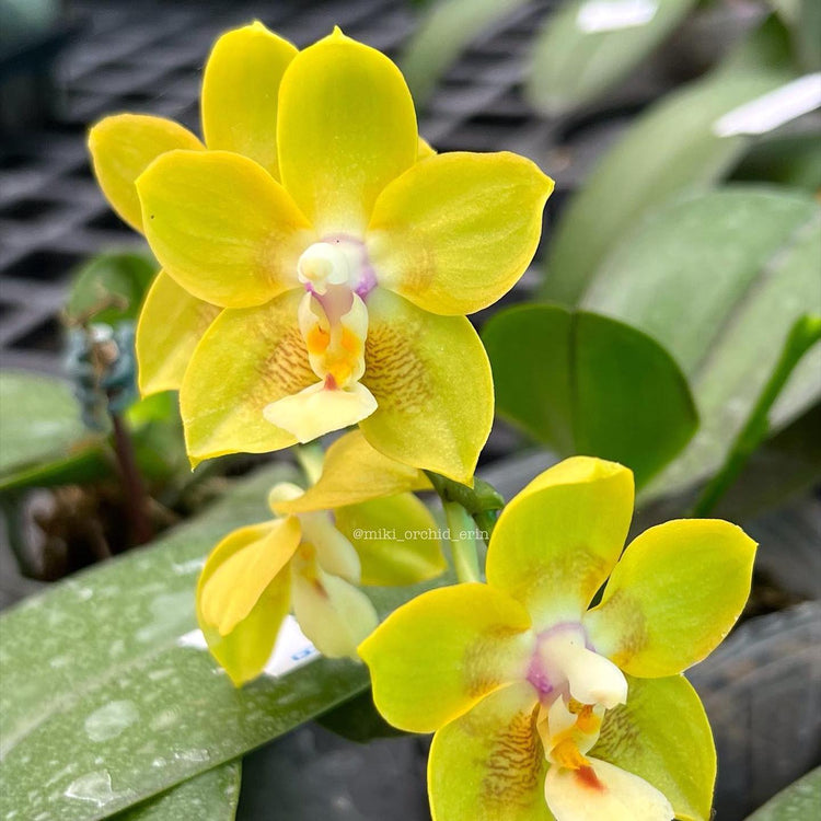 Phalaenopsis Chiada Sherry - flori parfumate – Floraria Secret Garden (SG)