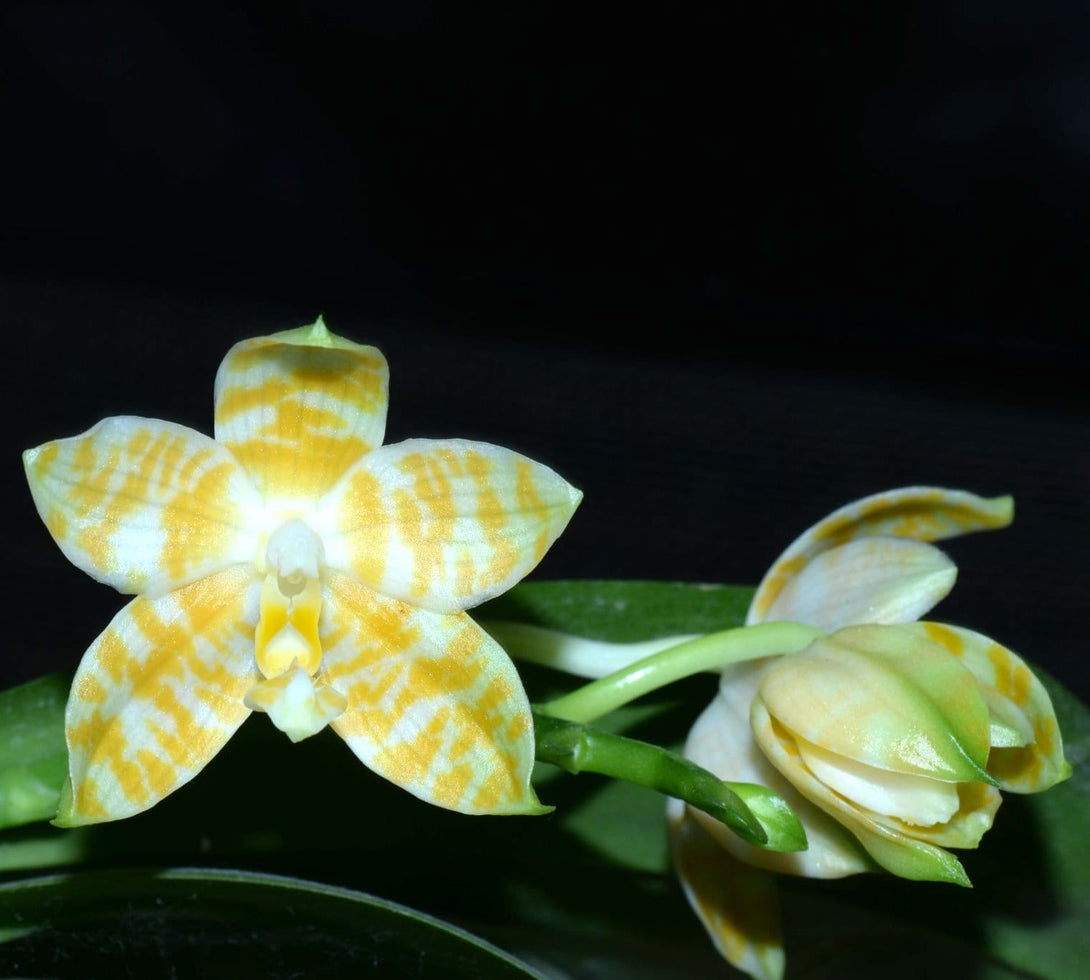 Phalaenopsis KS Super Zebra 'Golden Zebra' *scented – Floraria Secret ...
