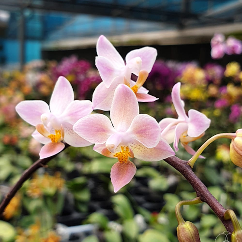 Phalaenopsis equestris 'Orange' – Floraria Secret Garden (SG)