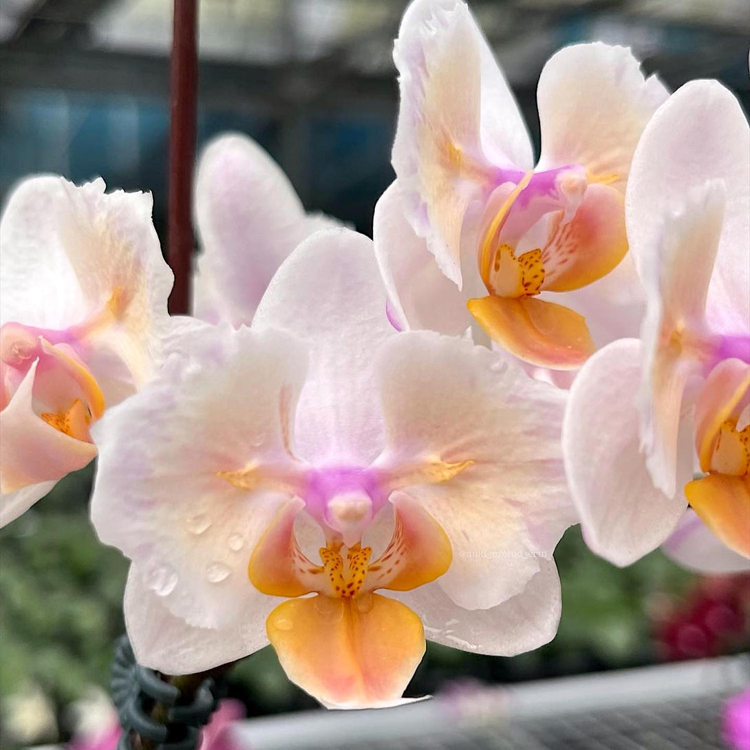 Phalaenopsis Miki Good Idea (peloric - butterfly) – Floraria Secret ...