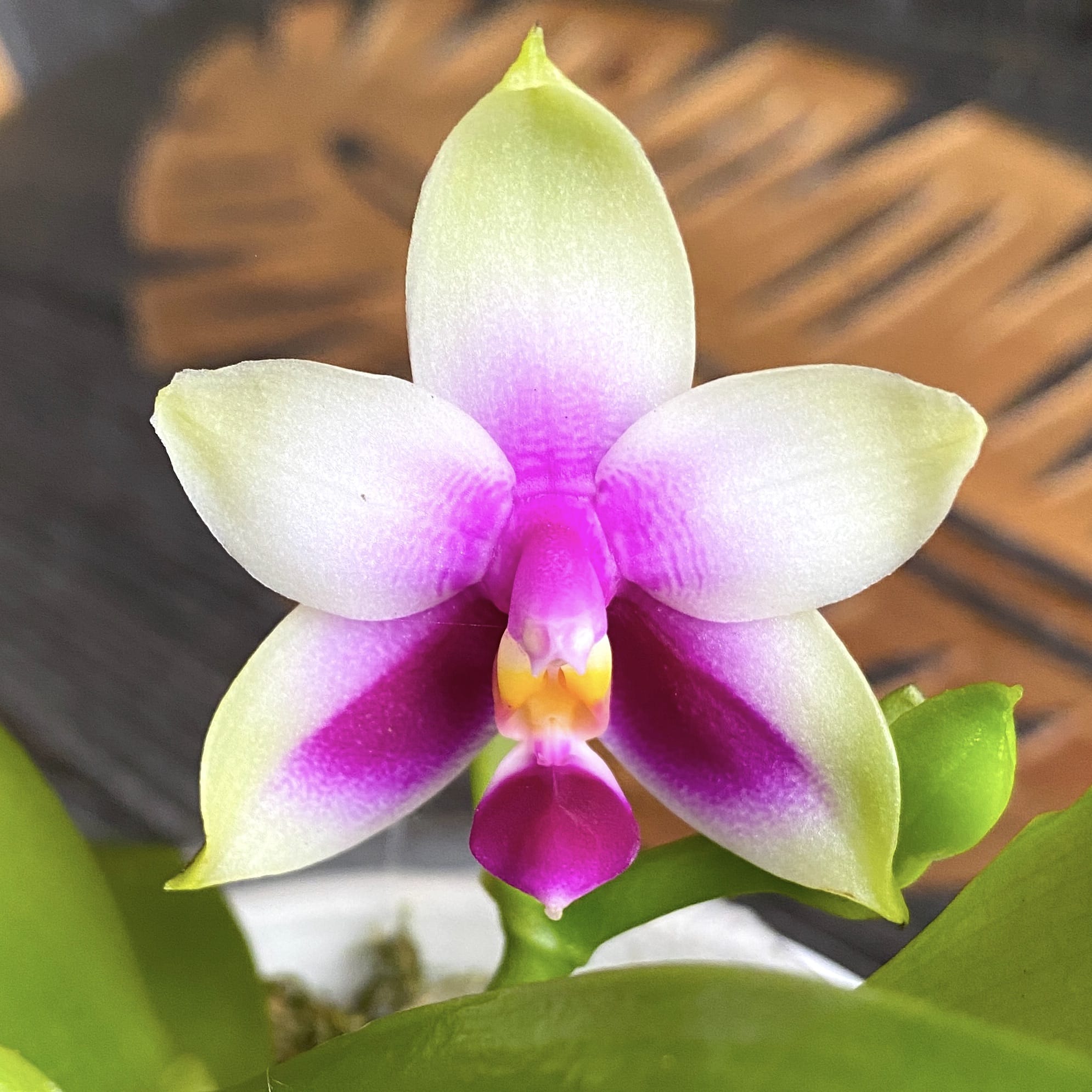 Phalaenopsis bellina *parfumata