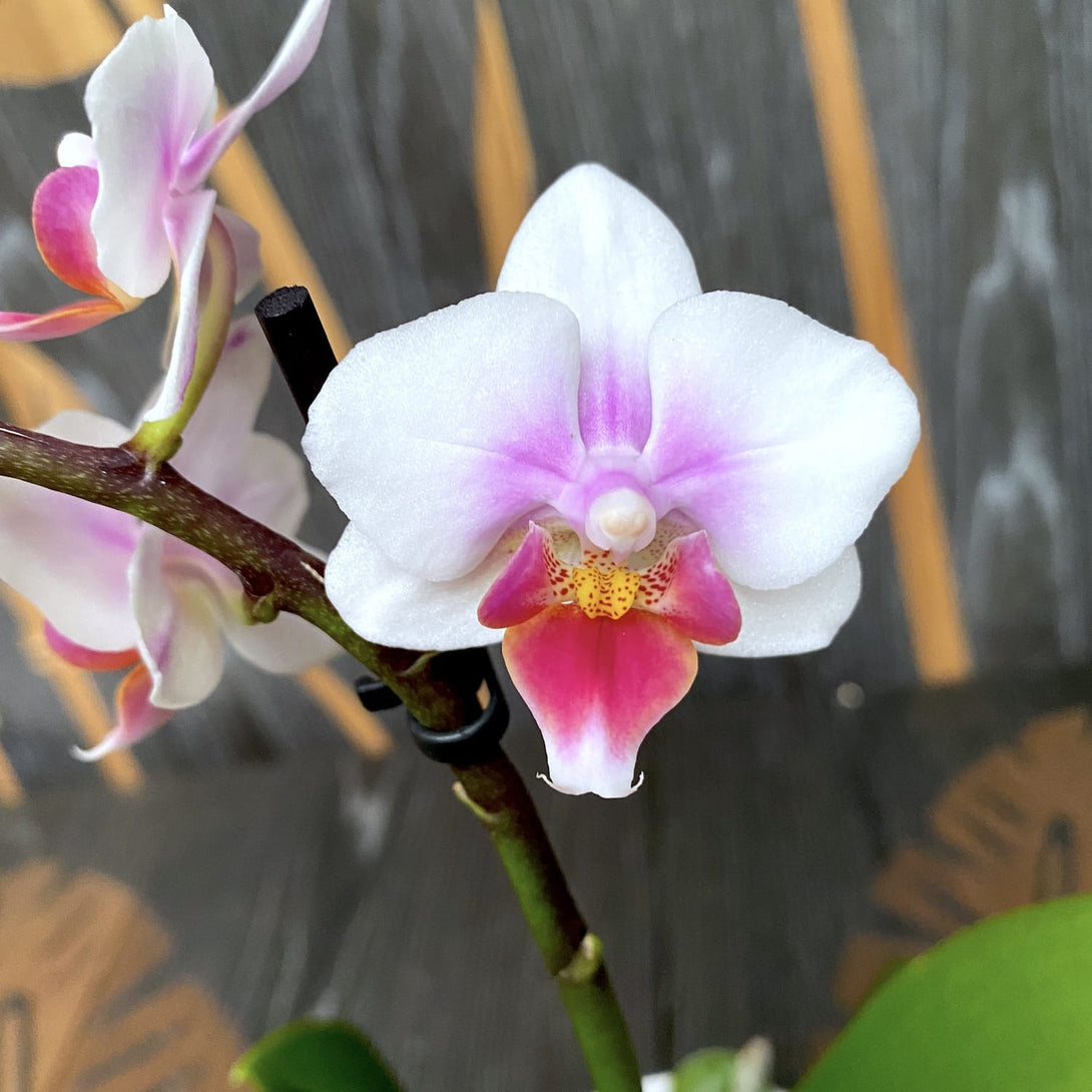 Phalaenopsis Anthura Buenos Aires – Floraria Secret Garden (SG)
