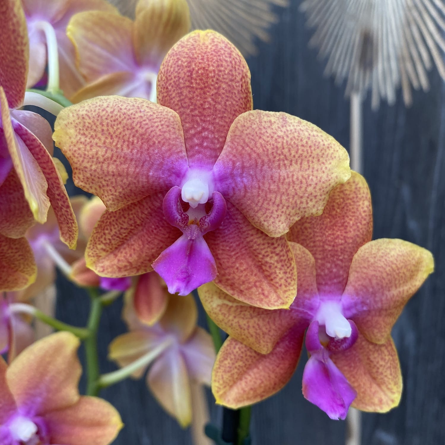 Orhidee Phalaenopsis Bronze Buddha (Magical) *flori parfumate ...
