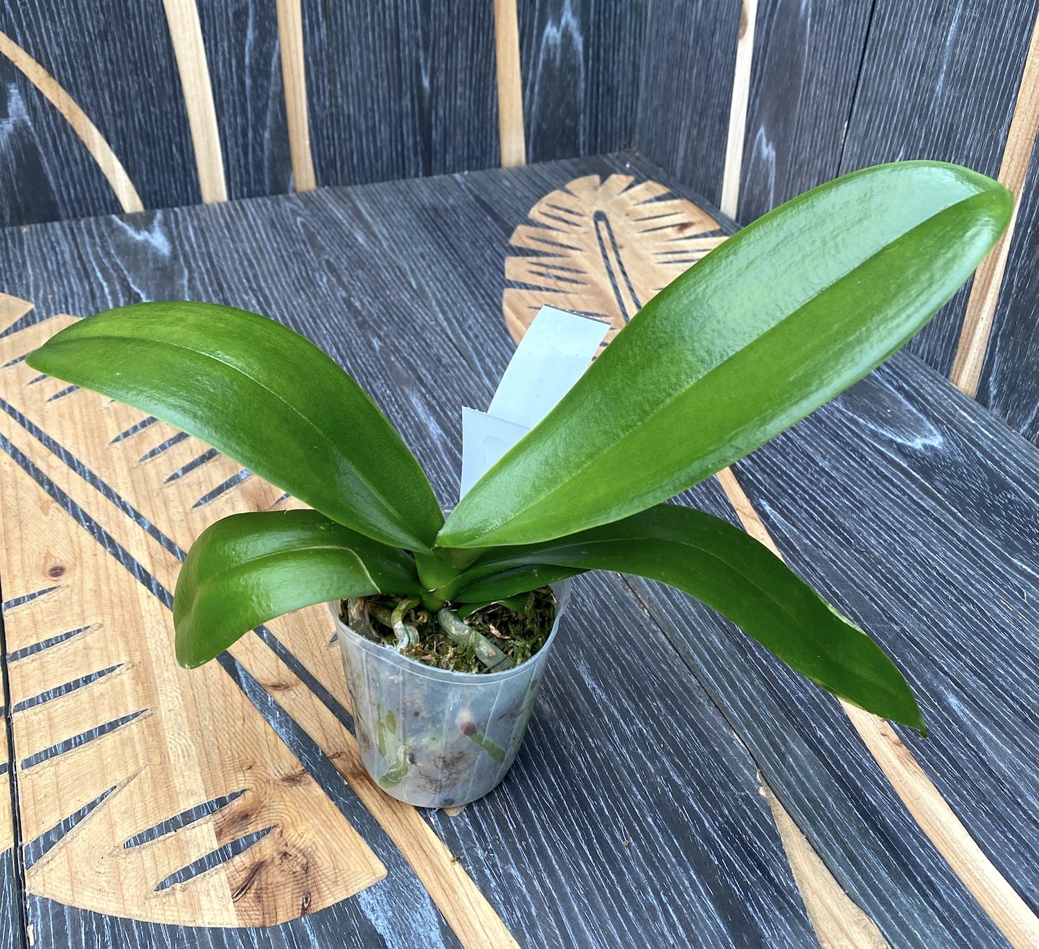 Orchid Phalaenopsis Charming Panda '1224' – Floraria Secret Garden (SG)