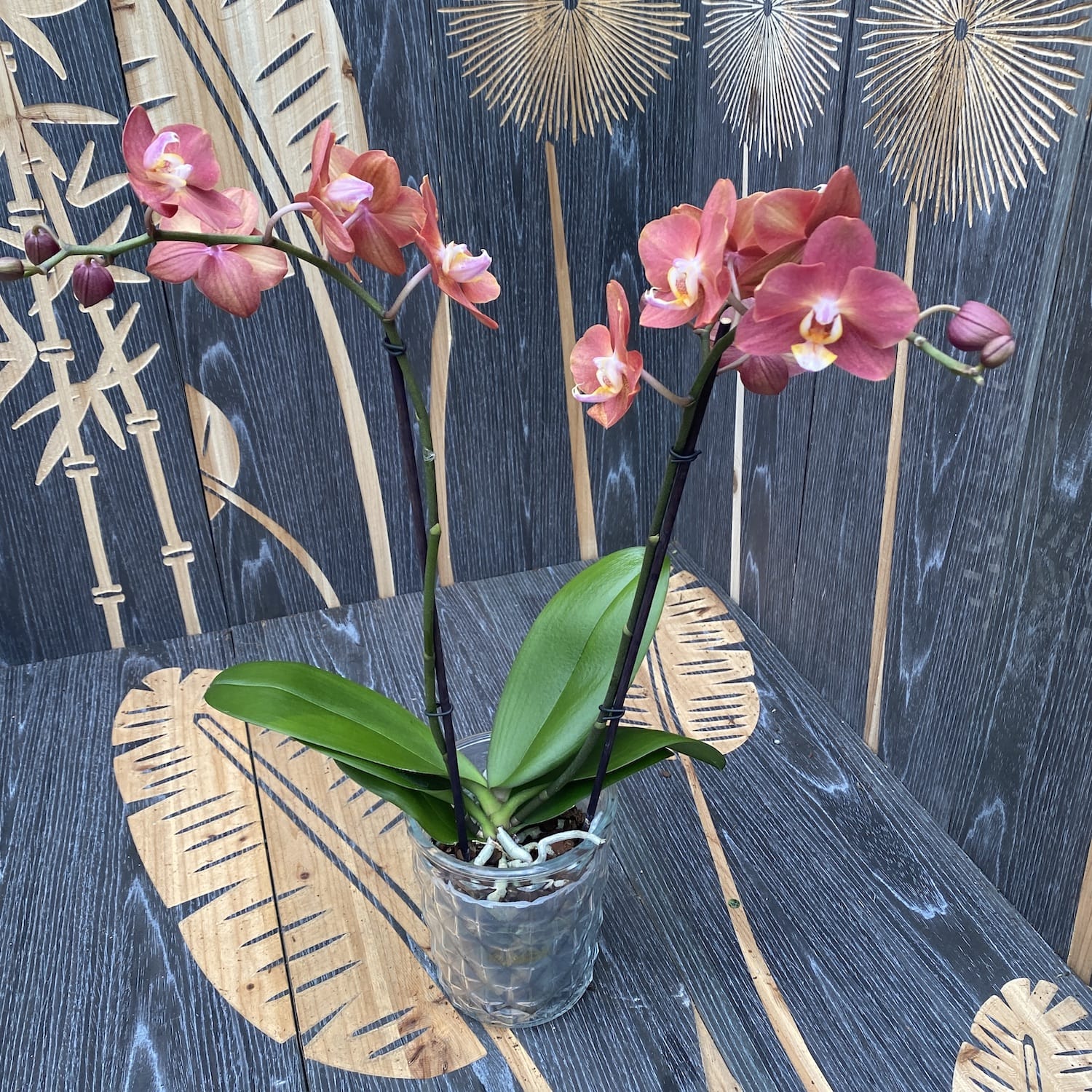 Phalaenopsis Horizon