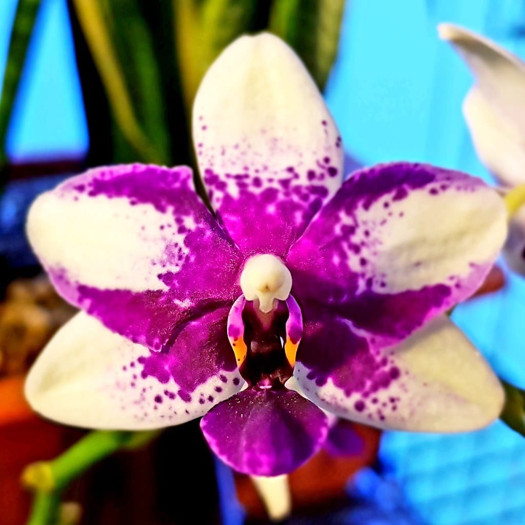 Phalaenopsis Jia Ho Summer Love - fragrant – Secret Garden Plant Shop