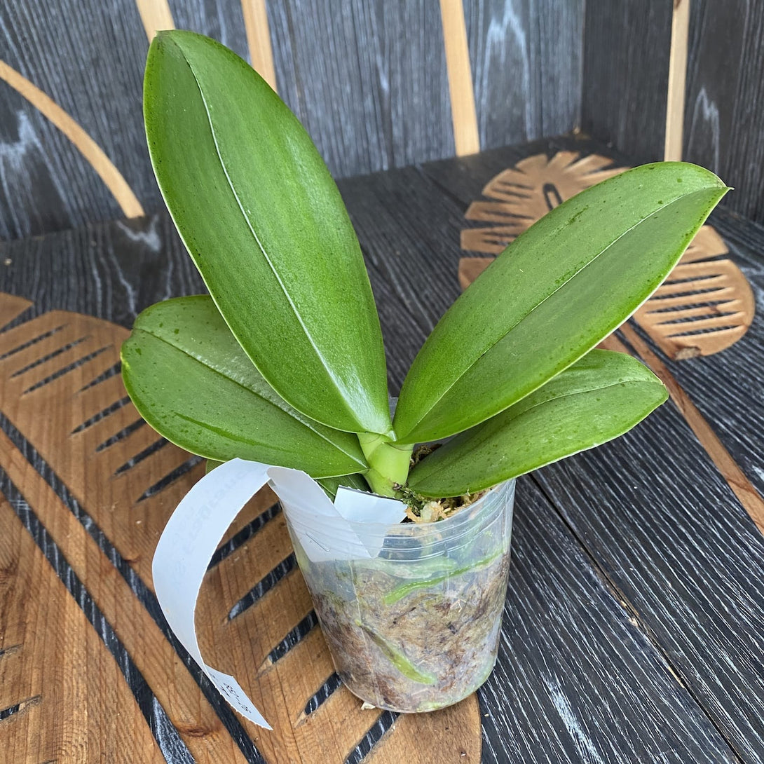 Phalaenopsis KS Fragrance – Floraria Secret Garden (SG)