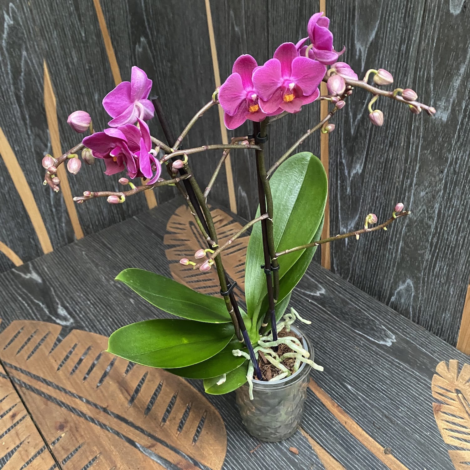 Phalaenopsis Kissy Lips – Secret Garden Plant Shop