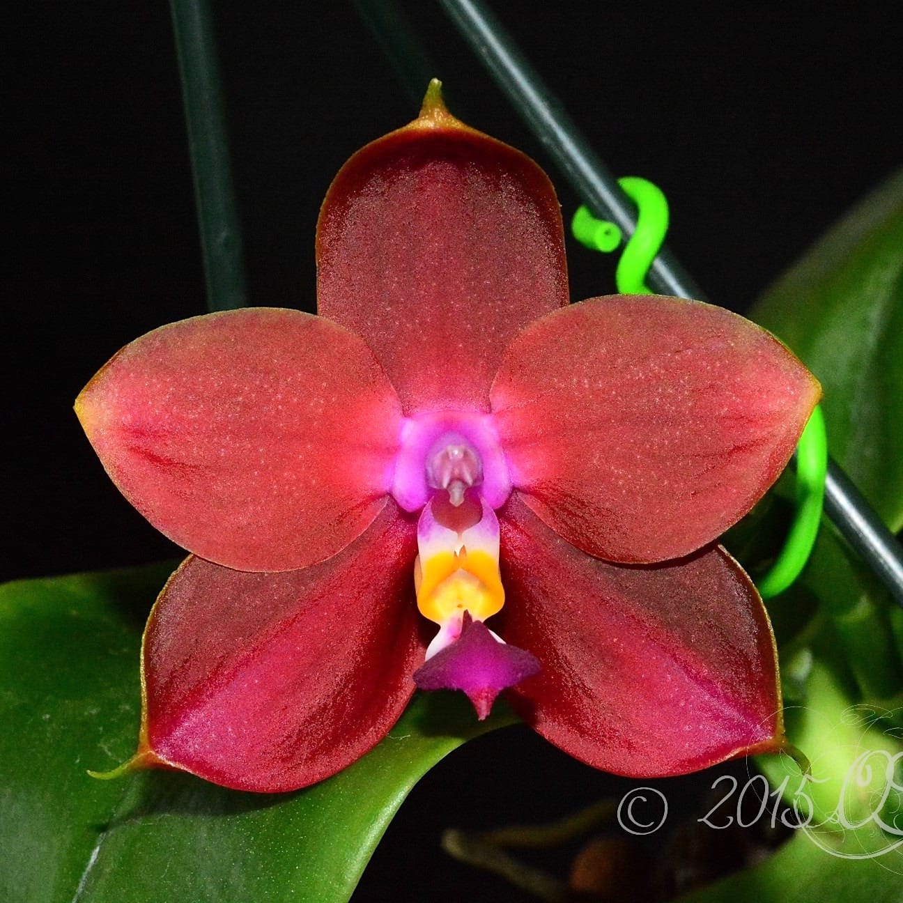 Phalaenopsis LD's Bear King – Floraria Secret Garden (SG)