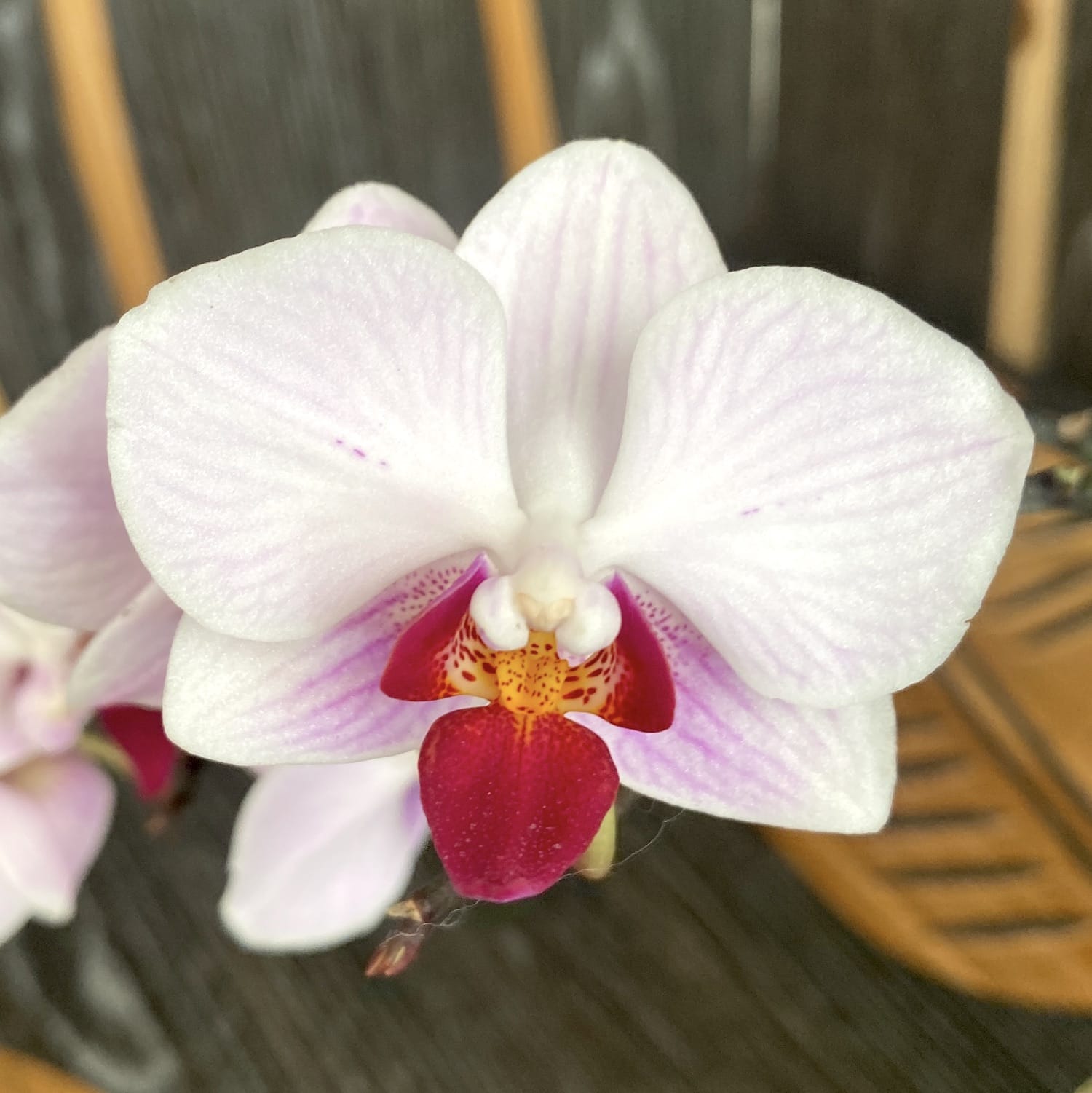 Phalaenopsis Little Gem Stripe (frunze variegate) (exemplarul din poza ...