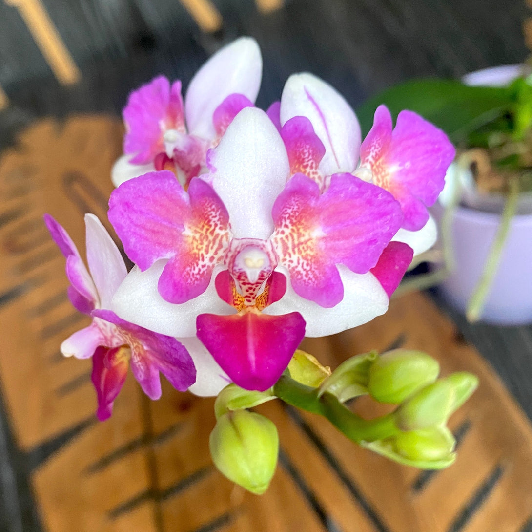Phalaenopsis Liu's Berry 'Trinity' (peloric flowers) fragrant ...
