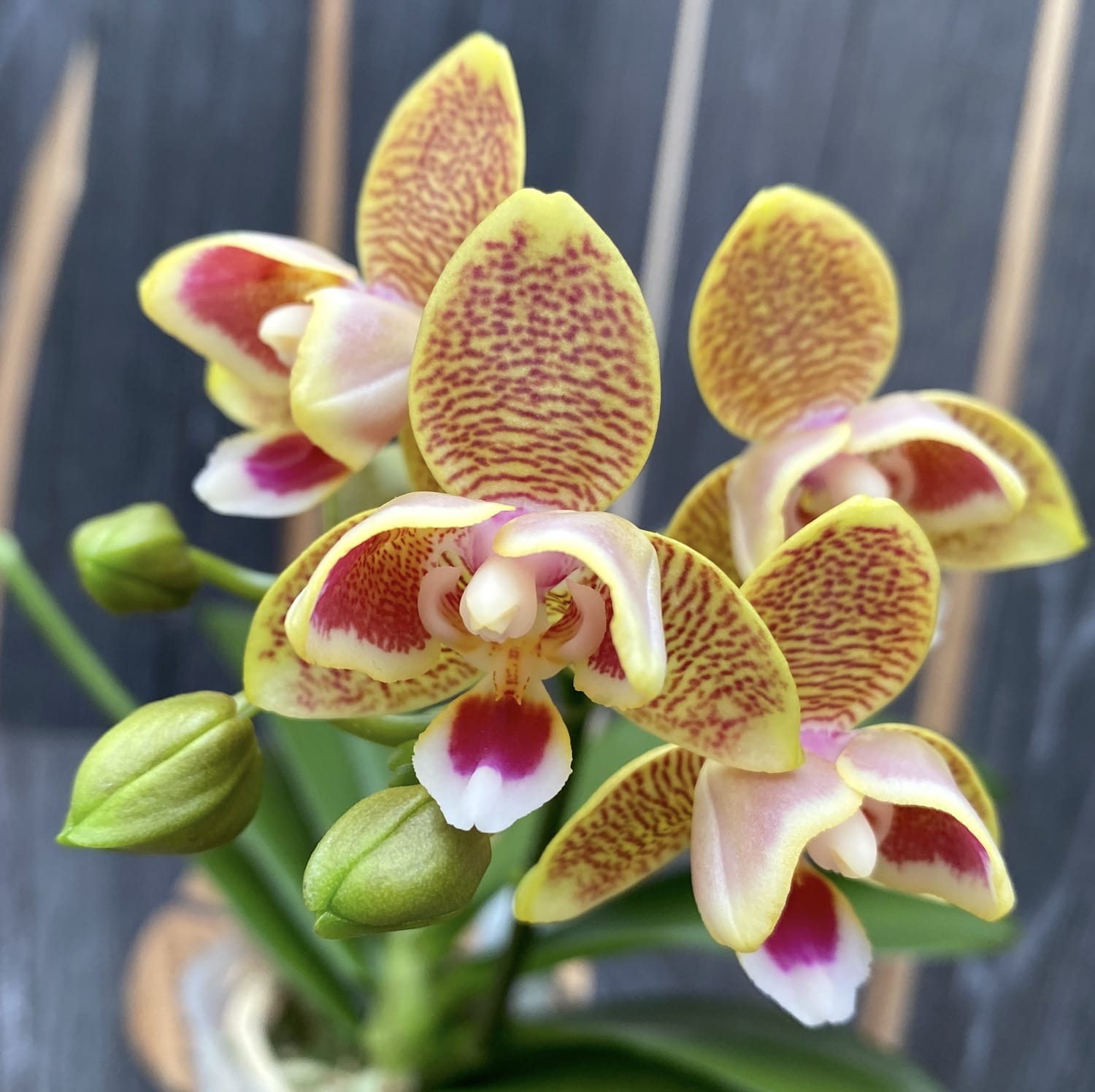 Phalaenopsis Miki Big Wave (peloric - 3 lips) *parfumata – Secret ...