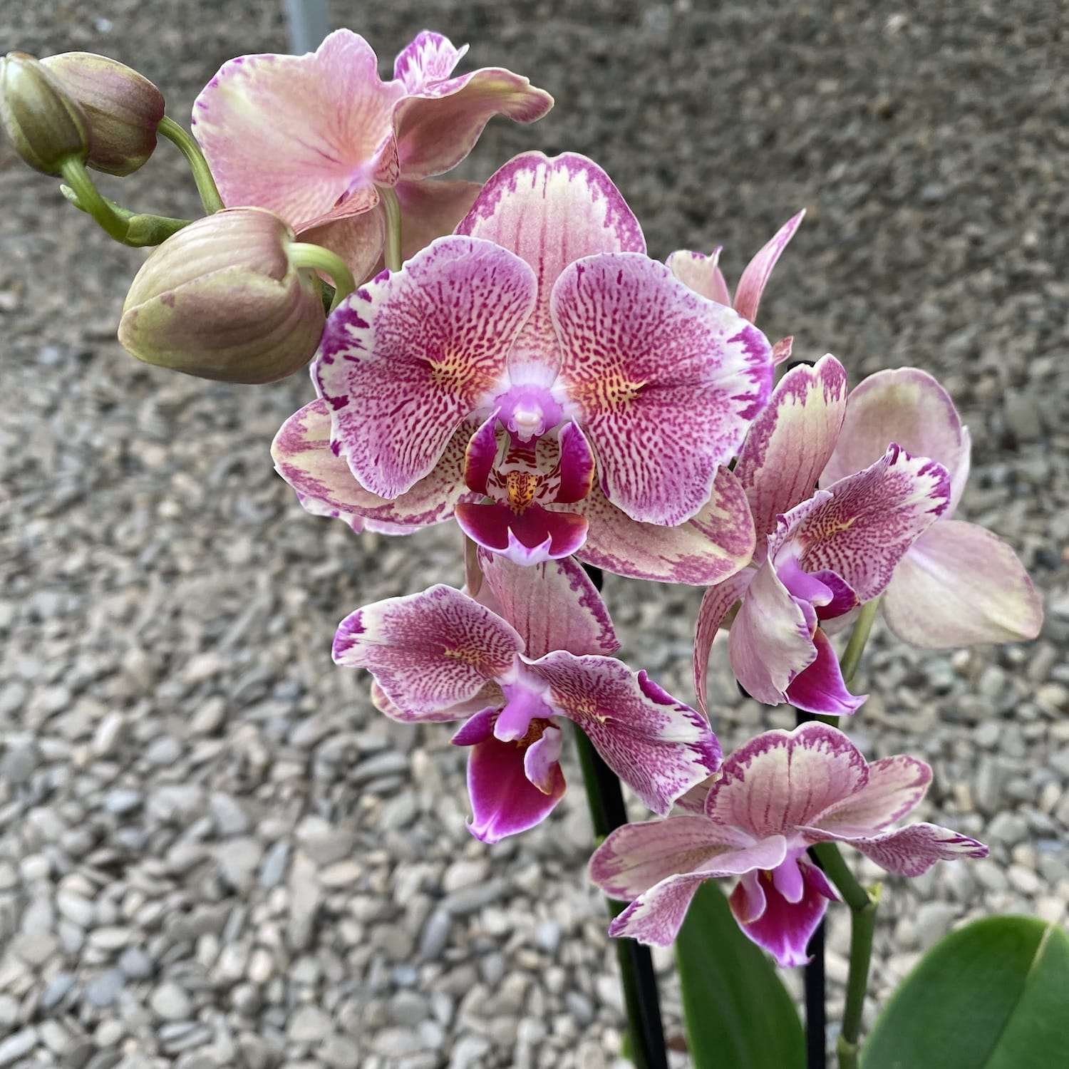 Phalaenopsis Pirate Picotee peloric – Floraria Secret Garden (SG)