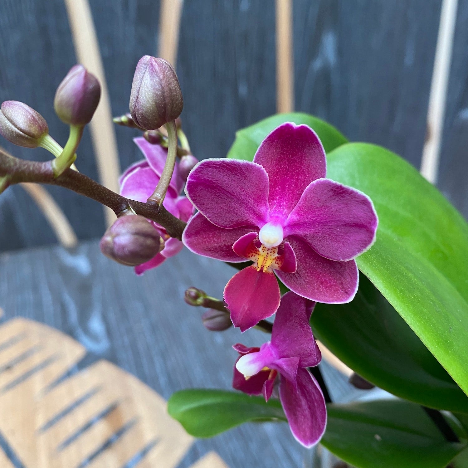 Phalaenopsis Sogo Perfume - flori parfumate – Secret Garden Plant Shop