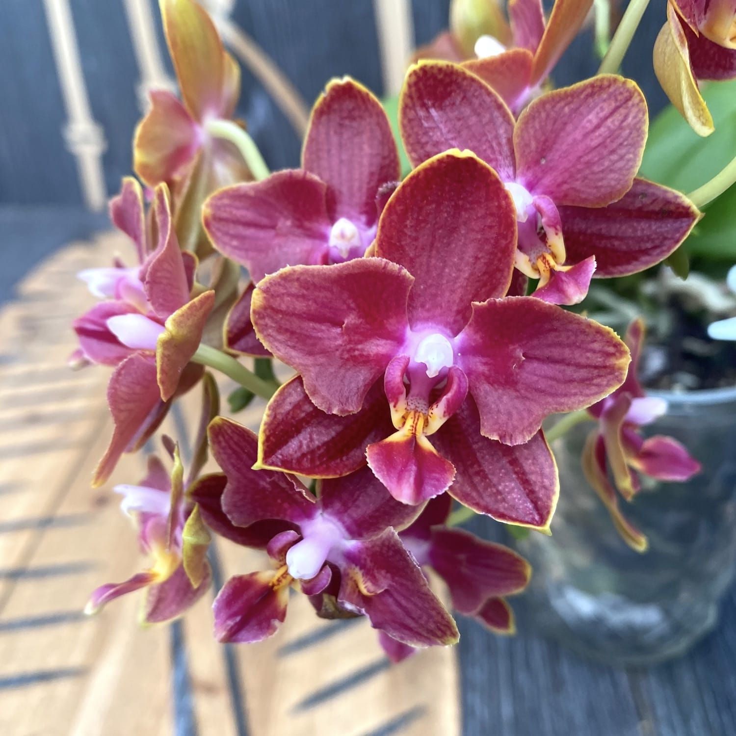 Phalaenopsis Sogo Red Star - flori parfumate (peloric - Butterfly ...
