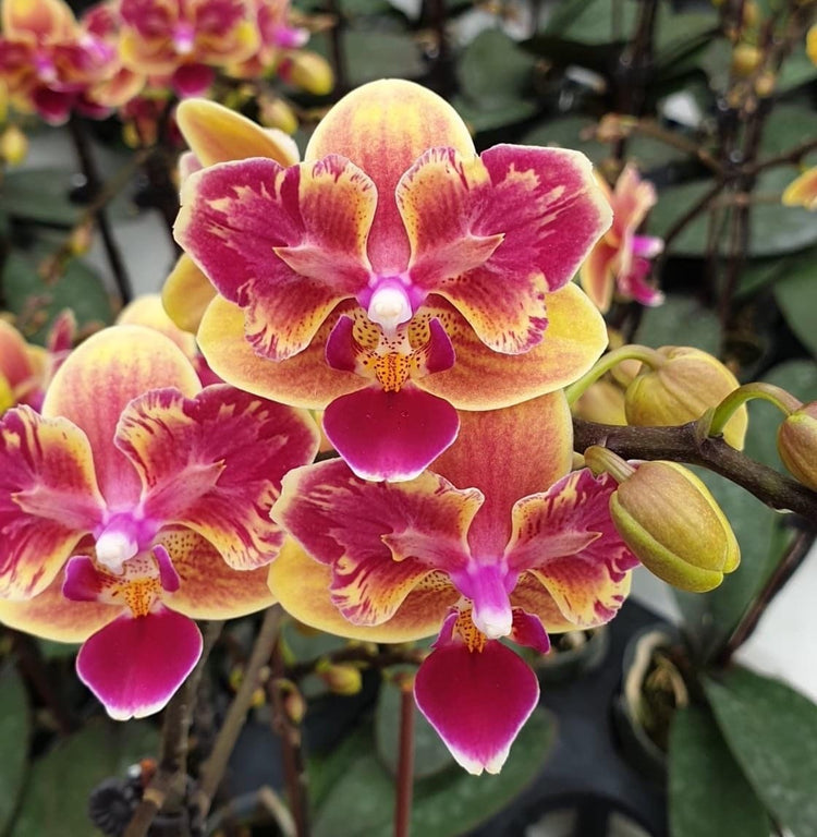 Phalaenopsis Sogo Yellowtris (peloric) – Floraria Secret Garden (SG)