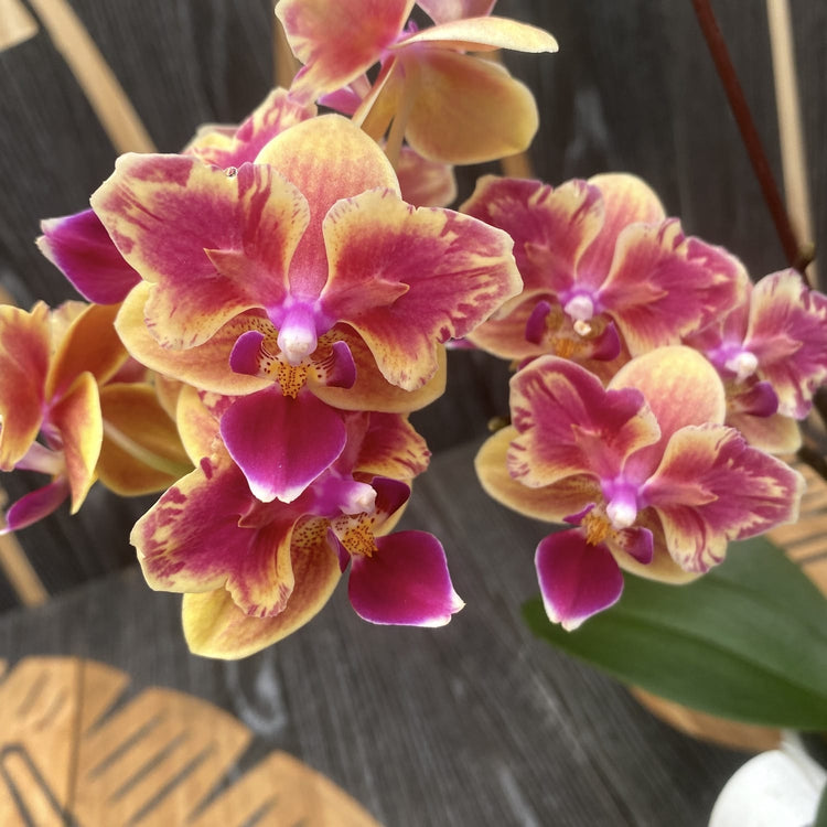 Orhidee Phalaenopsis Sogo Yellowtris (peloric - butterfly) – Floraria ...