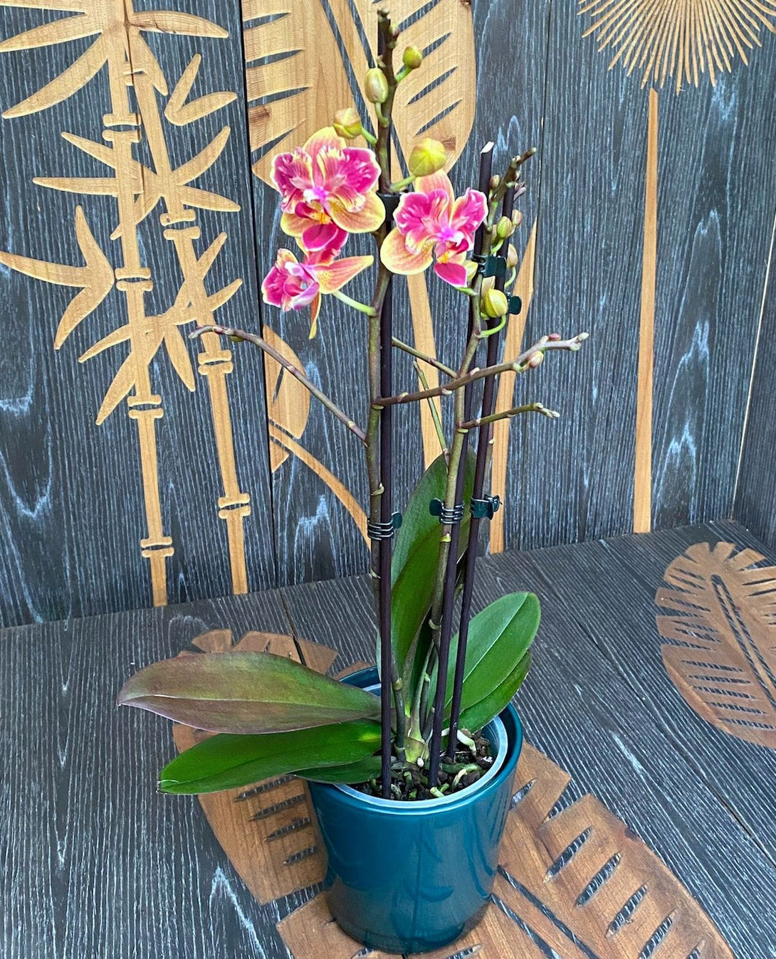 Phalaenopsis Sogo Yellowtris (peloric) – Floraria Secret Garden (SG)