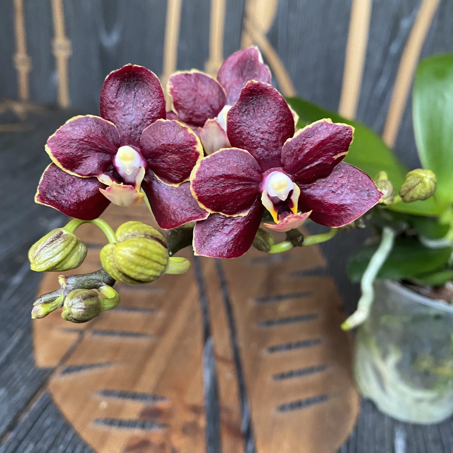 Orhidee Phalaenopsis Sunrise Red Peoker (flori cerate parfumate ...