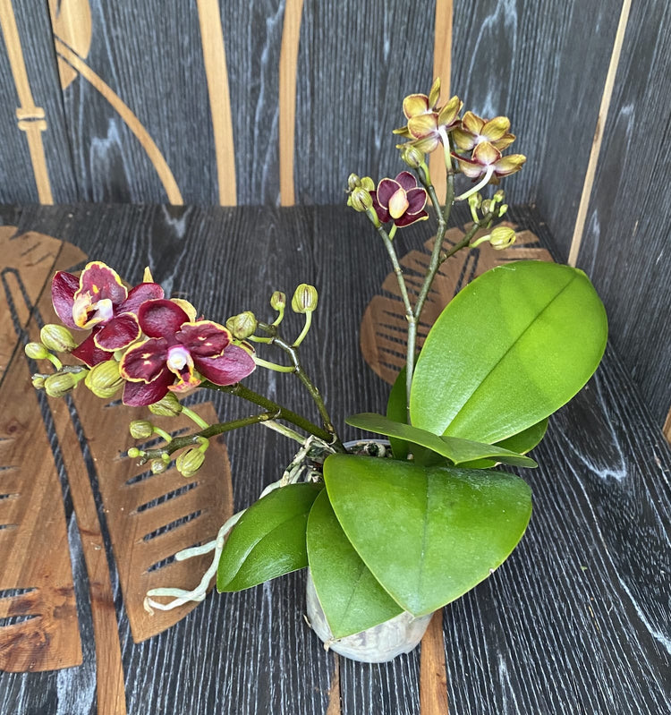 Orhidee Phalaenopsis Sunrise Red Peoker (flori cerate parfumate ...