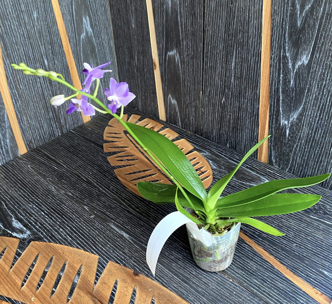 Orchid Phalaenopsis Tying Shin Blue Jay – Floraria Secret Garden (SG)