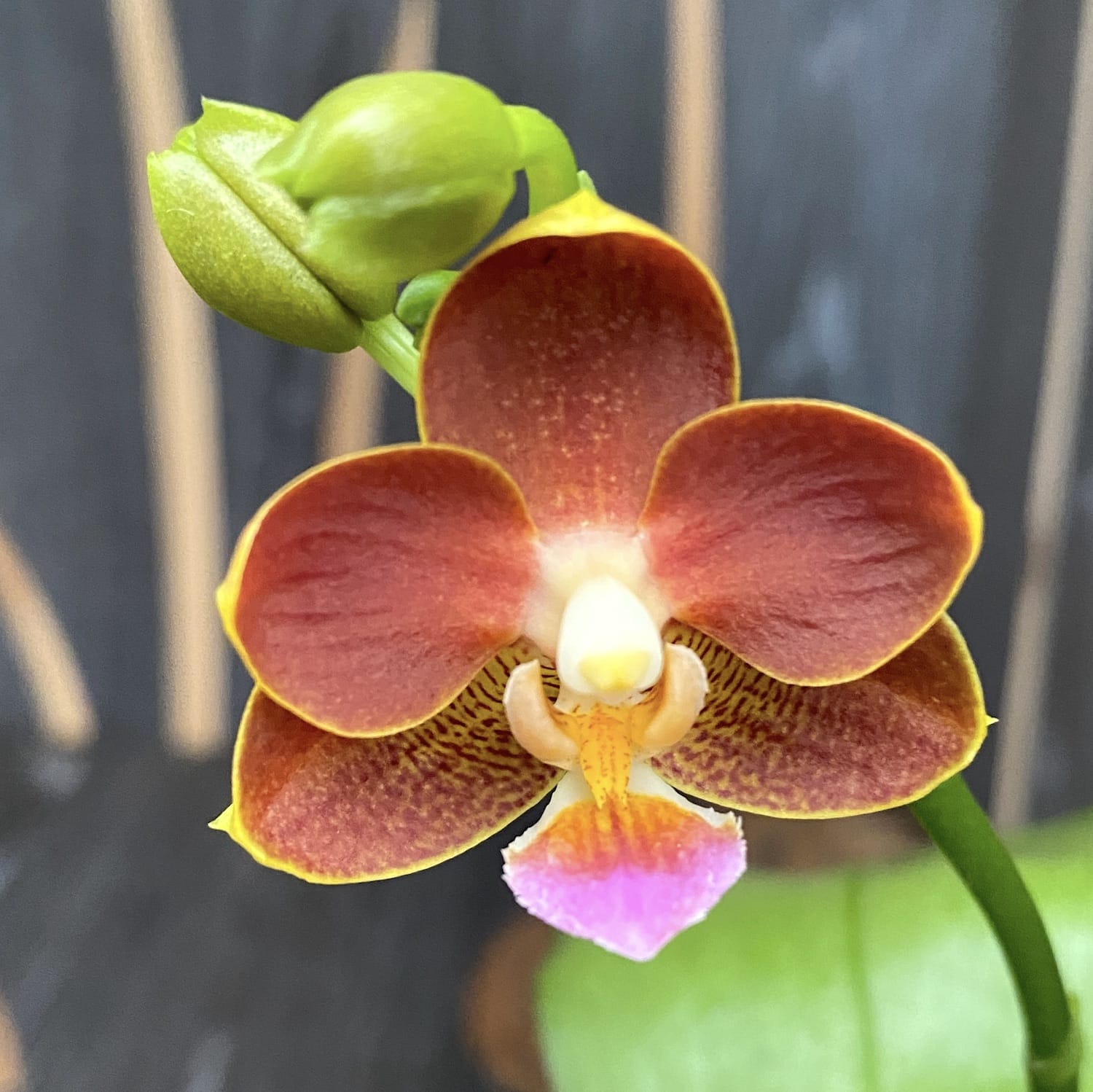 Phalaenopsis Yaphon Perfume '815'