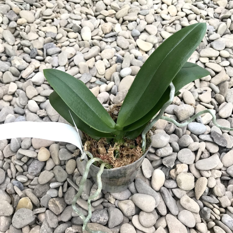 Phalaenopsis Yaphon Pink Bee (Phal. Cornustris x Phal. Yaphon Auspices ...