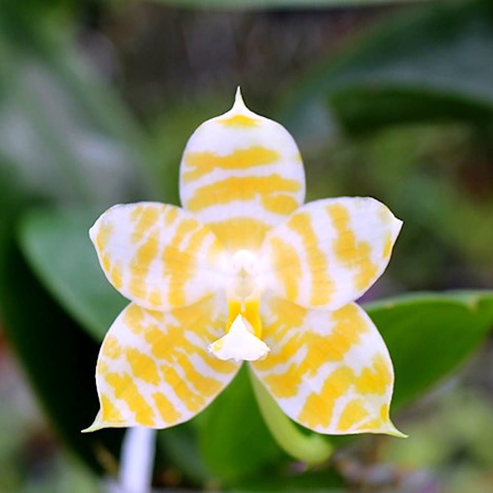 Phalaenopsis KS Super Zebra 'Golden Zebra' *scented – Floraria Secret ...