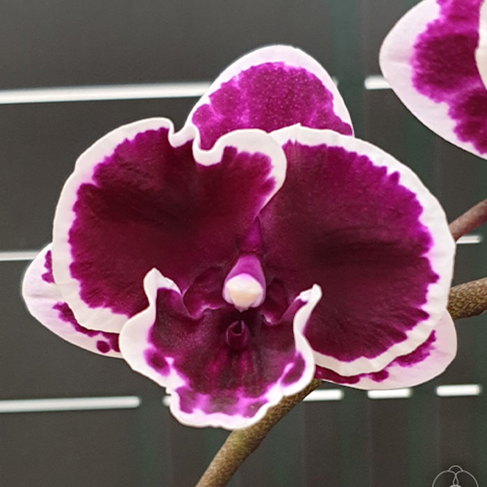 Phalaenopsis Miki Pink Panther *big lip – Secret Garden Plant Shop