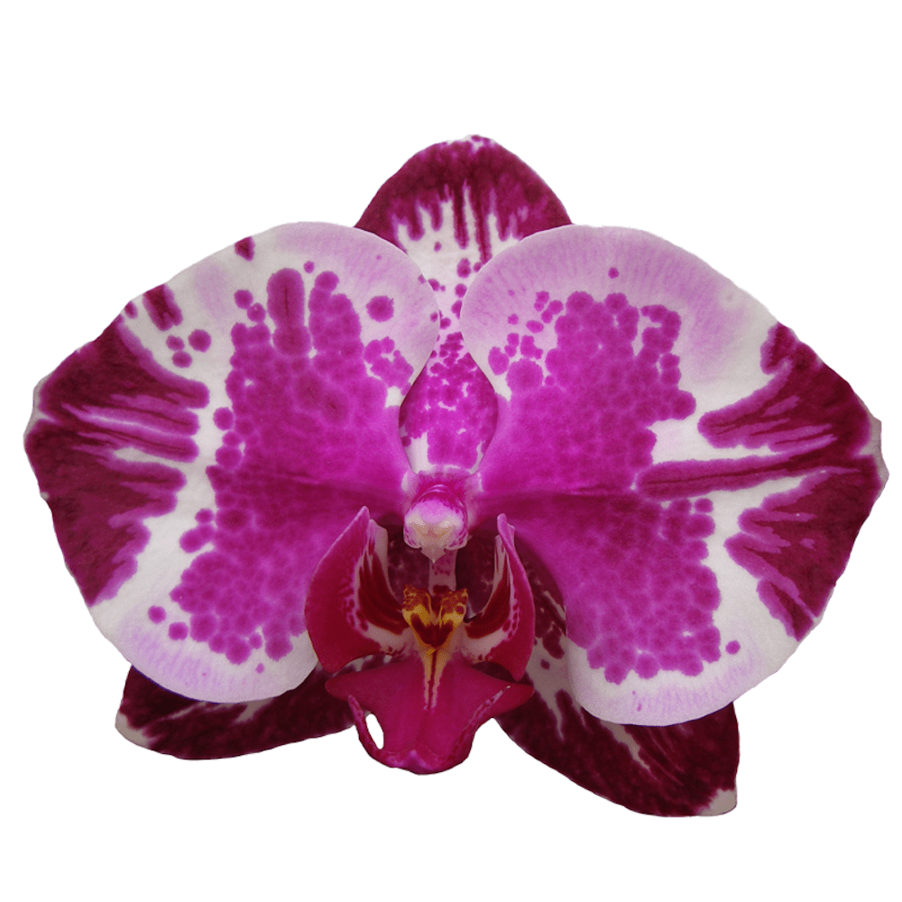 Phalaenopsis Younghome New York - flori XL – Floraria Secret Garden (SG)