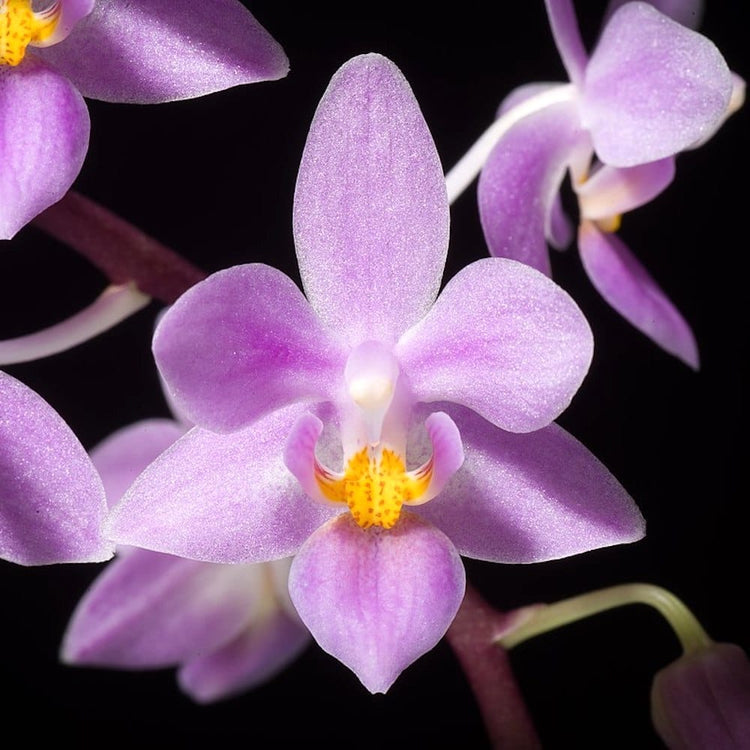 Phalaenopsis equestris 'Mauve' – Floraria Secret Garden (SG)