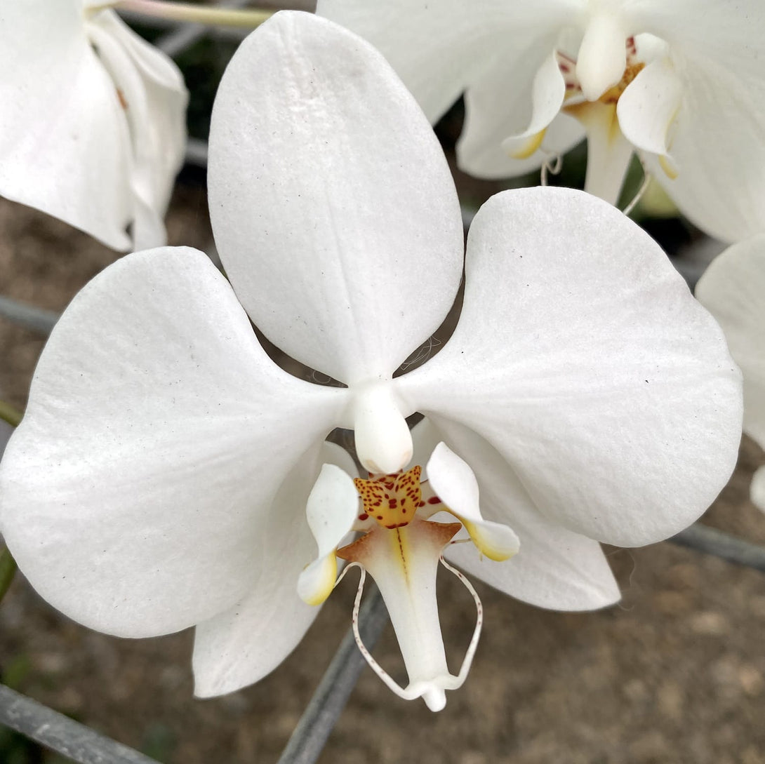Phalaenopsis aphrodite - exemplare cu tije lungi si flori!!! – Floraria ...