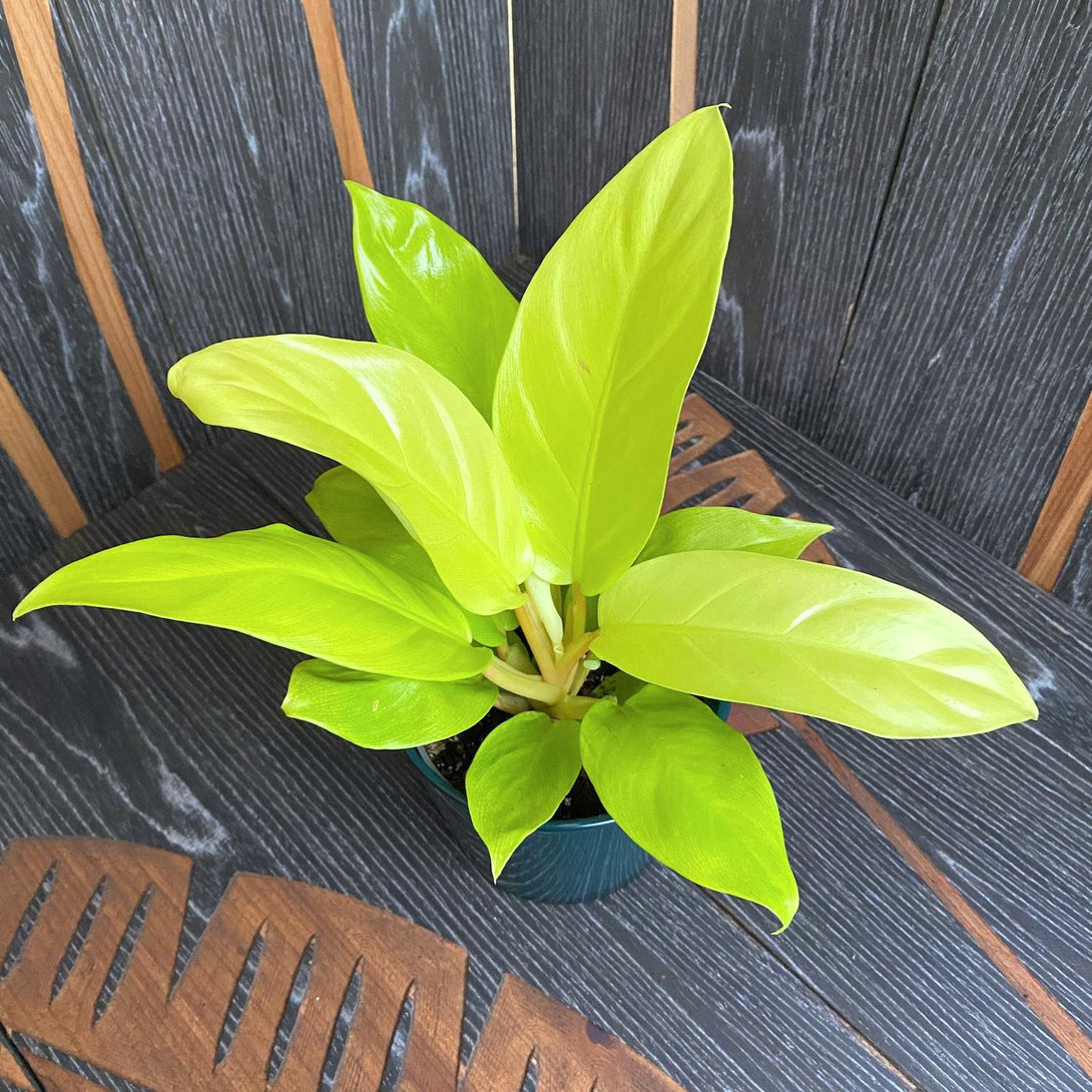 Philodendron Malay Gold – Floraria Secret Garden (SG)