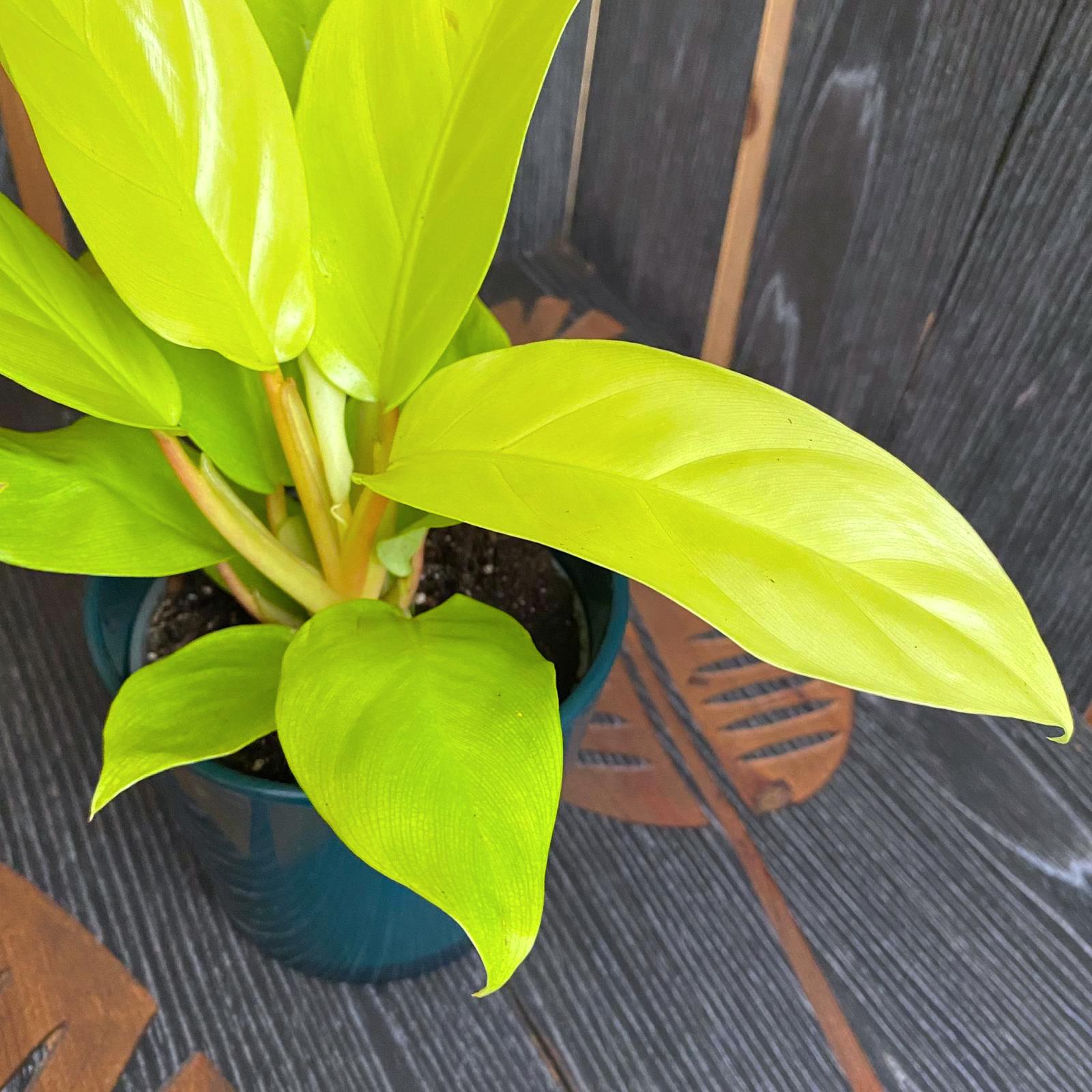 Philodendron 'Malay Gold' – Floraria Secret Garden (SG)