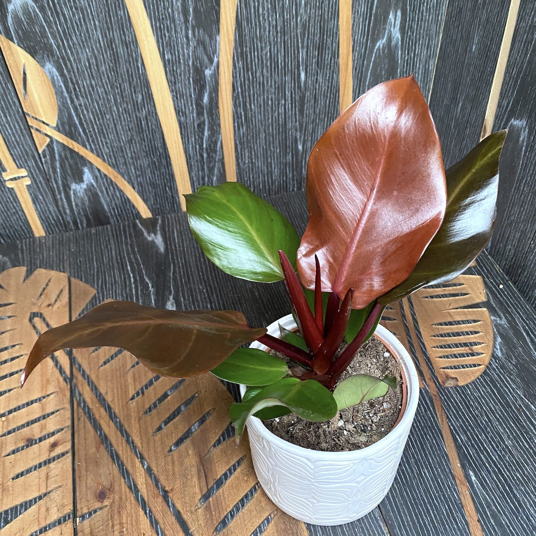 Philodendron Sunlight – Floraria Secret Garden (SG)
