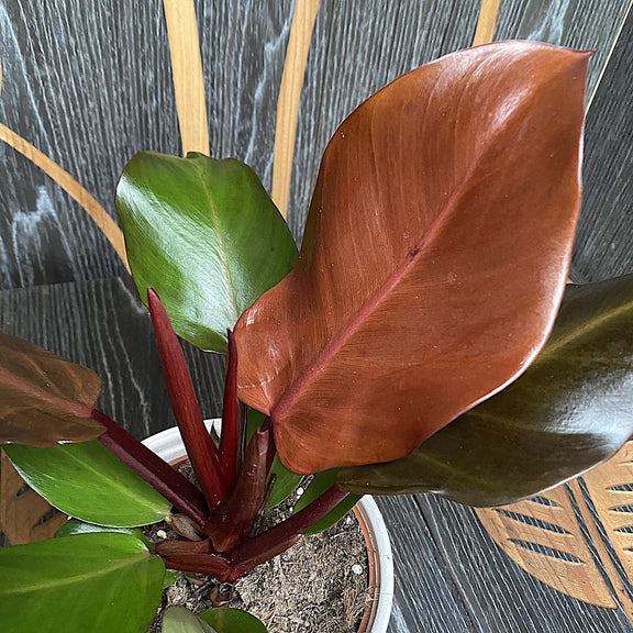 Philodendron Sunlight – Floraria Secret Garden (SG)