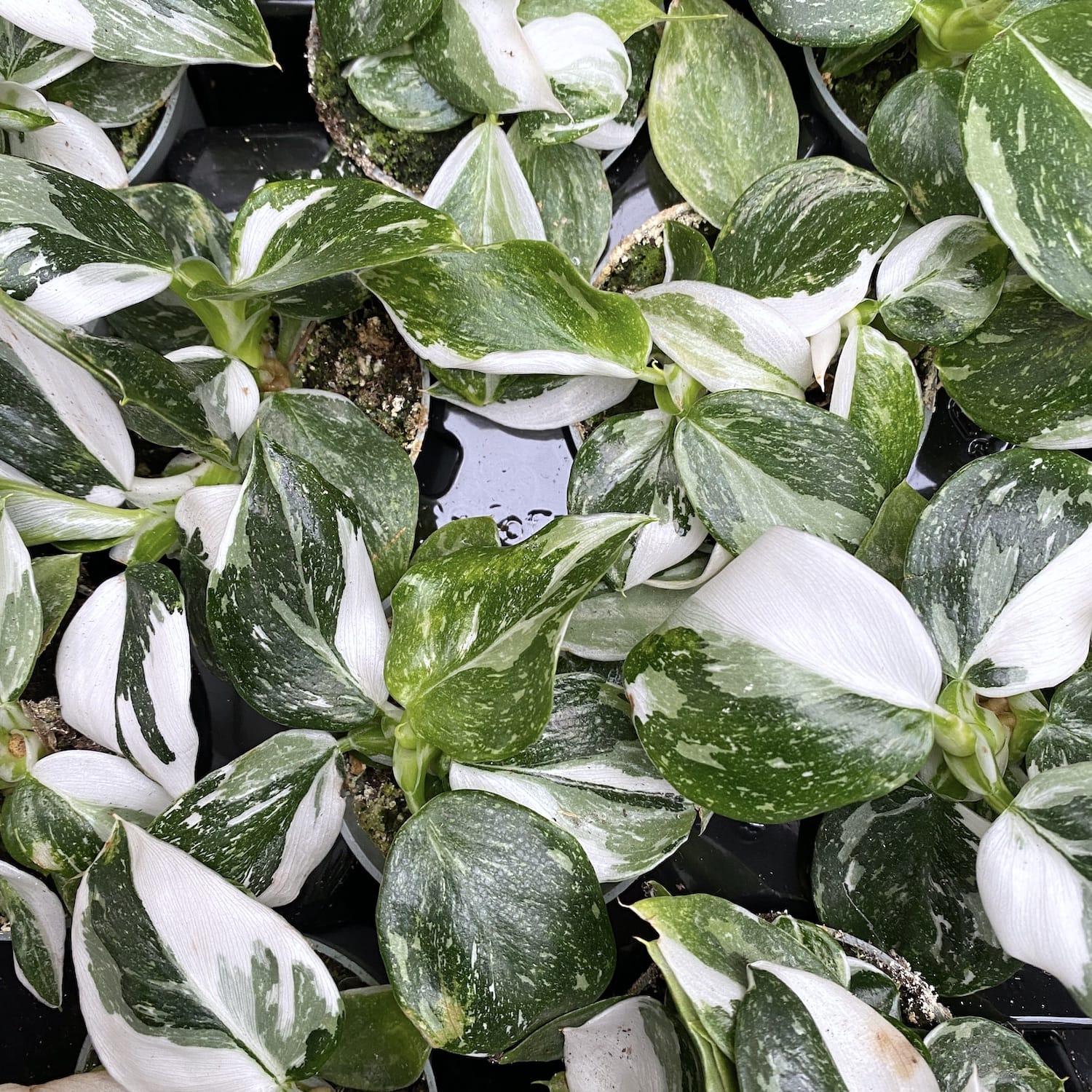 Philodendron White Wizard (babyplant) super variegated – Secret Garden ...