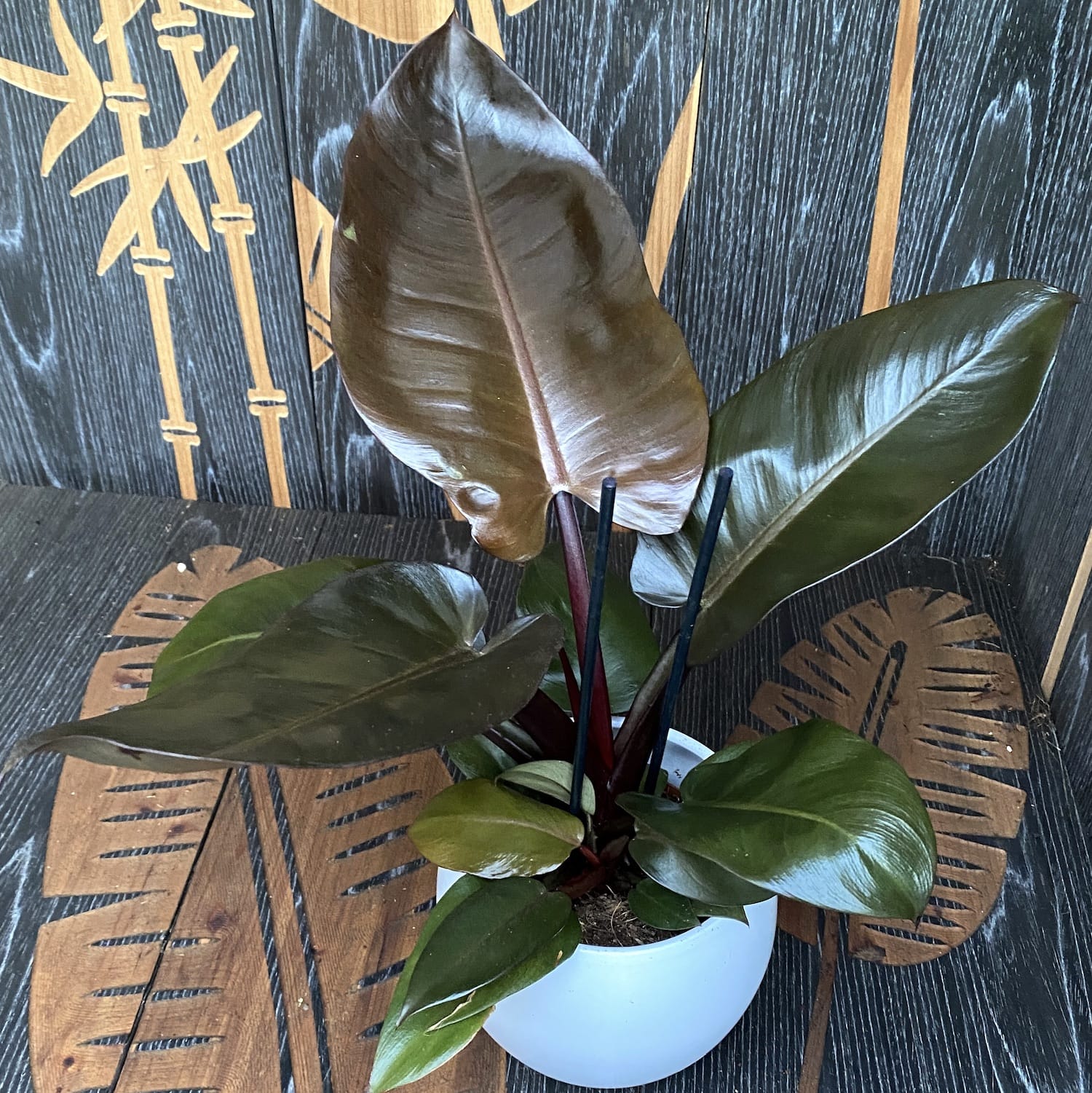 Philodendron 'Imperial Red'