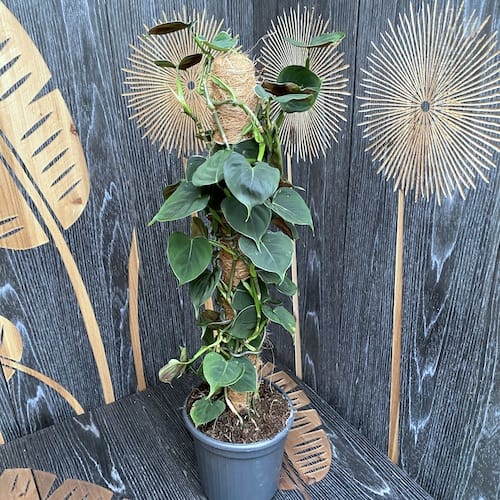 Philodendron lupinum - 5-7 plante/ghiveci – Floraria Secret Garden (SG)