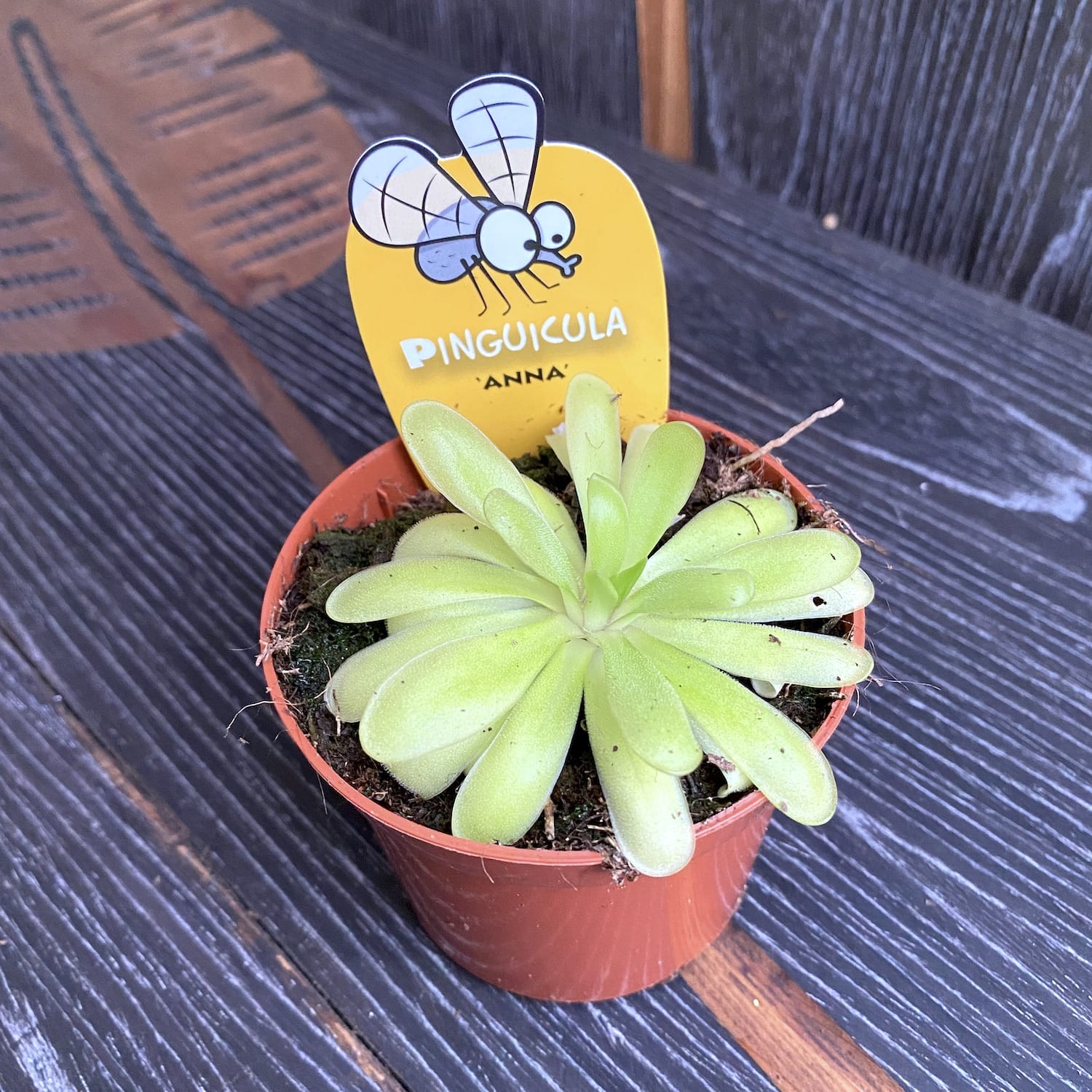 Planta carnivora Pinguicula Anna – Floraria Secret Garden (SG)