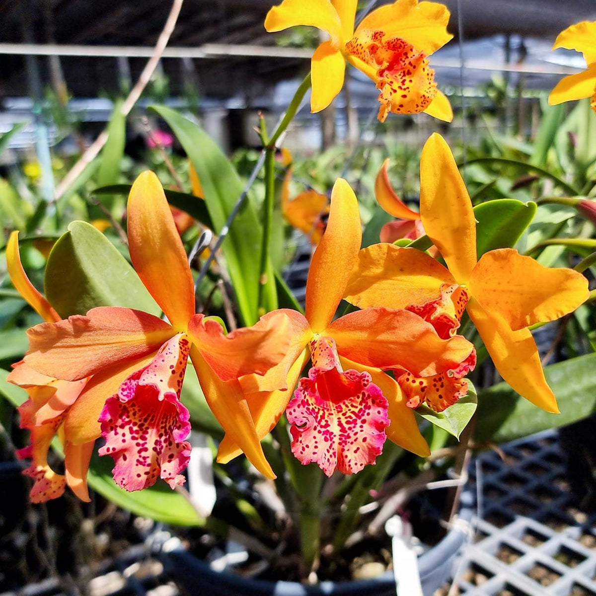 Rby. Copper Queen 'Ruby Lip' HCC/AOS *parfumata – Secret Garden Plant Shop