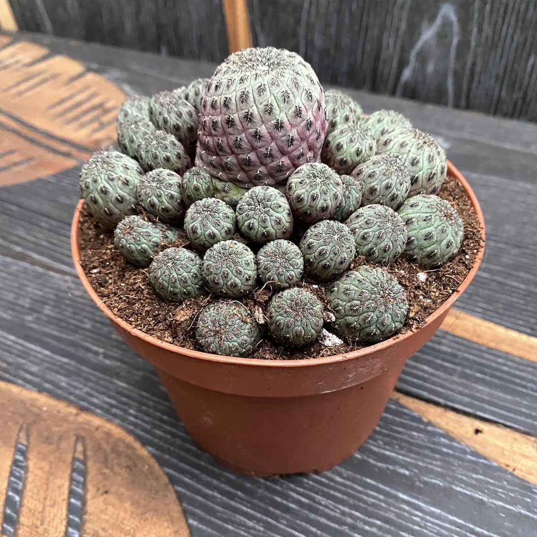 Sulcorebutia rauschii (Purple cactus) - exemplare XL – Floraria Secret ...
