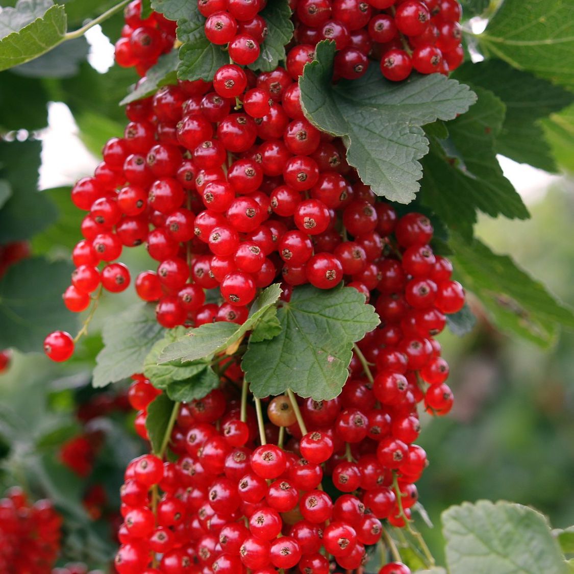 Coacaz rosu - Ribes rubrum 'Rovada' – Secret Garden Plant Shop